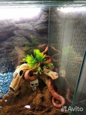 Массовый полоз