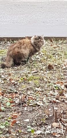 Сибирская девочка 6мес трехцветка Марфуша