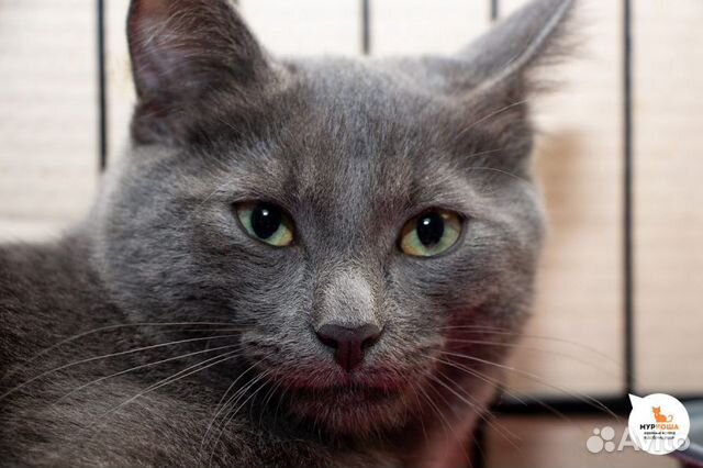 Котенок "Каспер", 6 месяцев, полностью серый