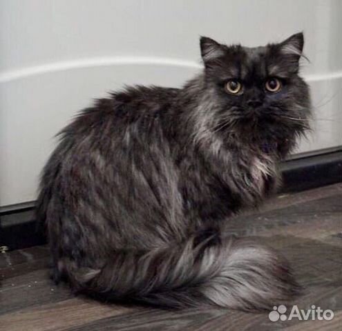 Шикарный котик Жора очень хочет домой