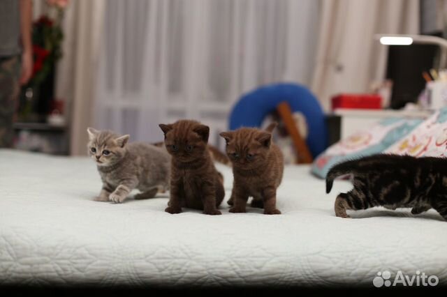 Шотландские котята от породистых родителей