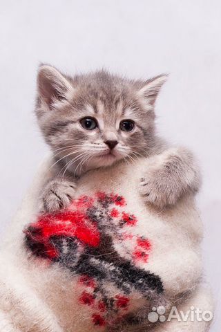 Жанне в дар в добрые руки