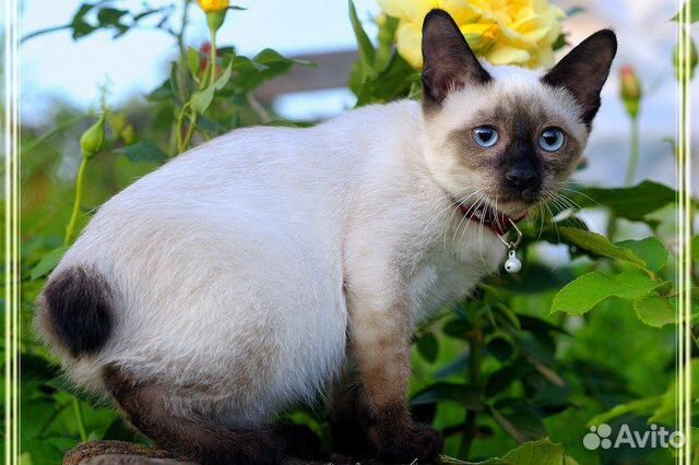 Меконгский бобтейл