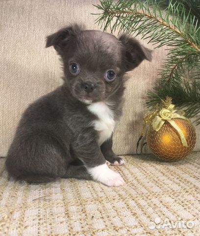 Длинношерстная девочка-чих голубого цвета