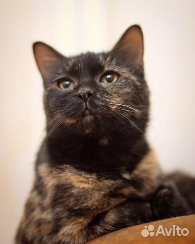 Кошка Халва ищет дом