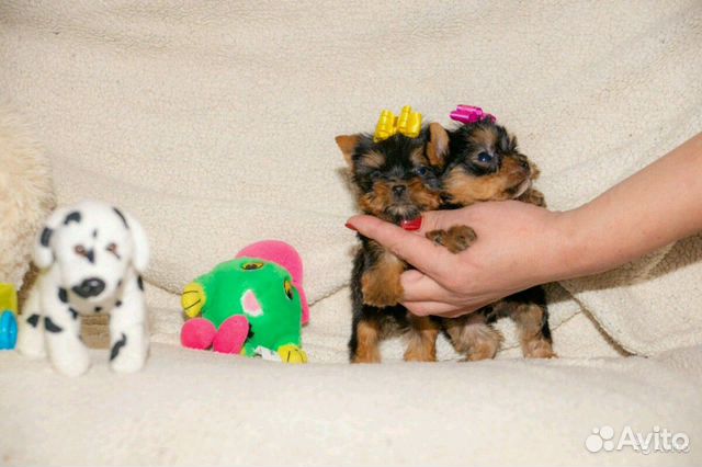 Мини йорки, беби-фейс,док. РКФ, год ухода бесплатн