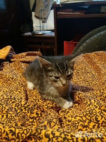 Котята