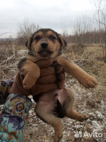 Щенок мальчик 1мес