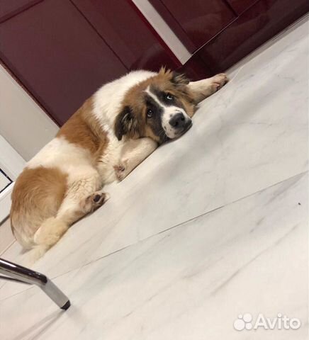 Щенок Глаша в самые добрые руки