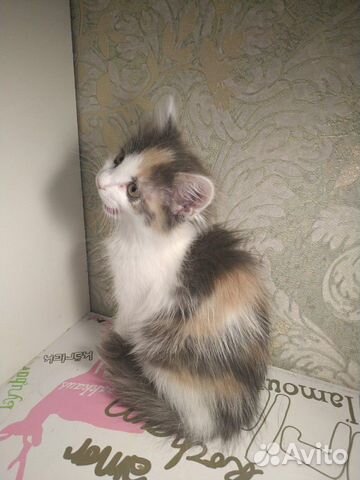 Котенок