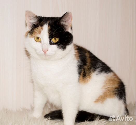 Отдаю кошку