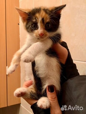 Котята ищут дом. Им некуда идти