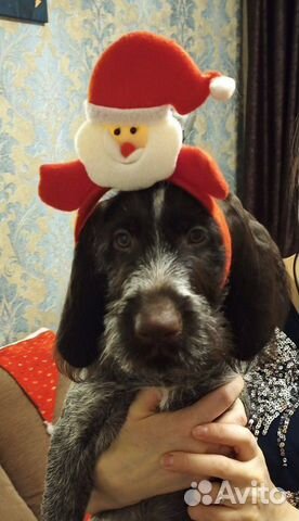 Щенки дратхаара