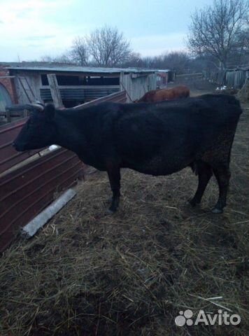 Продаётся корова и тёлочка