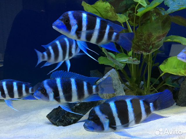 Фронтозы, Танганьика