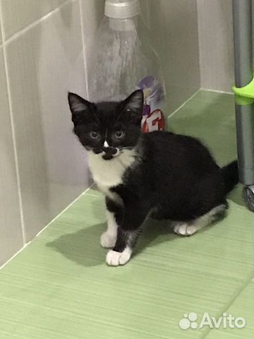 Котёнок в добрые руки