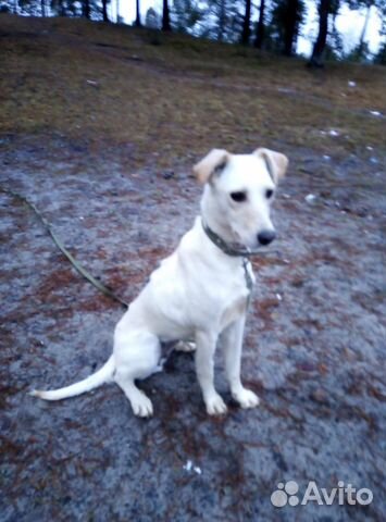 Ищет дом замечательная собачка Жасмин