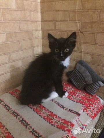 Котёнок девочка очень ждёт свой дом