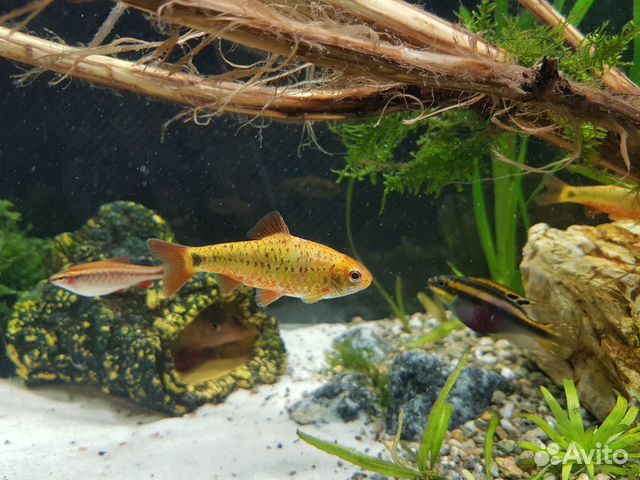 Отдам рыбок