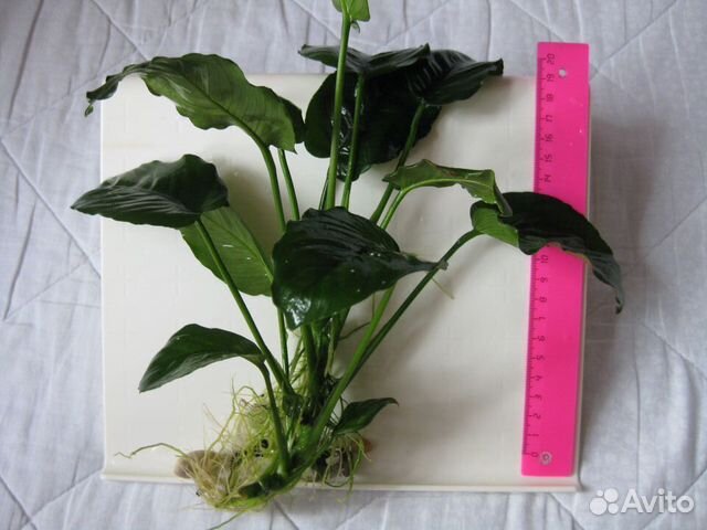 Аквариумное растение Анубиас нано