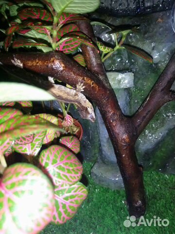 Ушастый бананоед