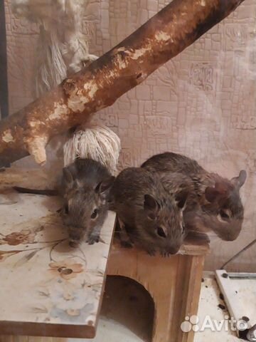 Бельчата Дегу