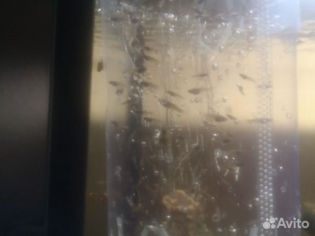 Гуппи мальки