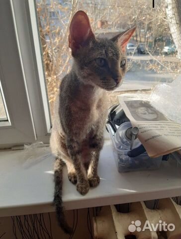 Донской сфинкс велюр