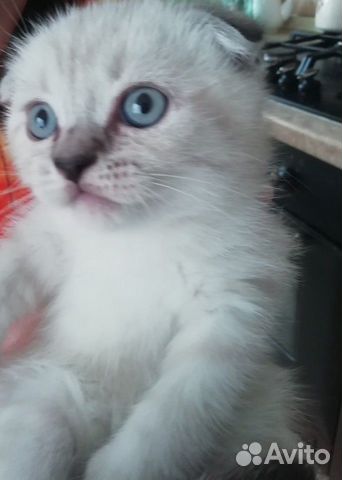 Котенок шотландский вислоухий