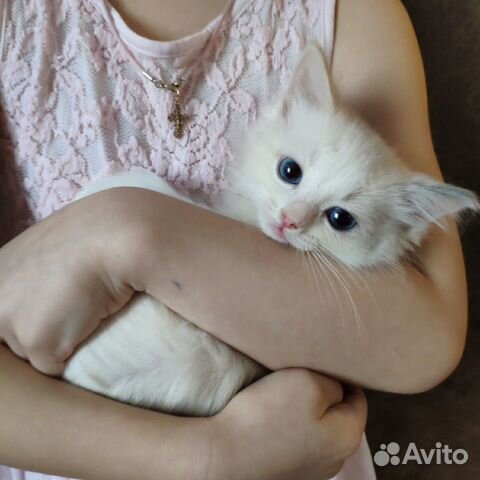 Ручные котята рэгдолл, 2 месяца.Биколор