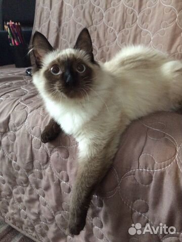 Кошка