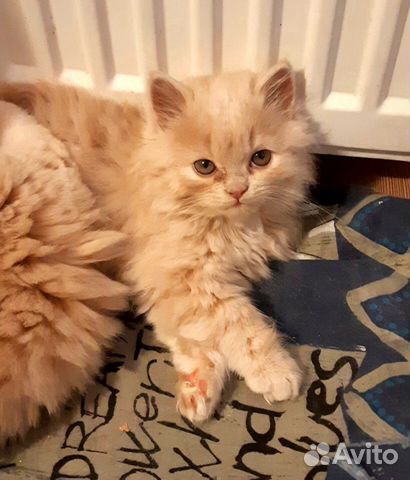 Британский котенок 2 мес