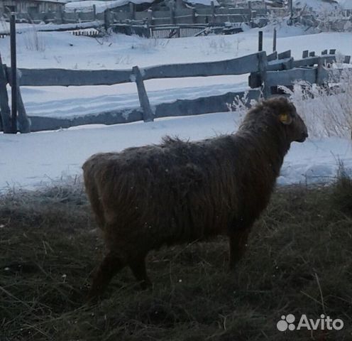 Курдючные овцы