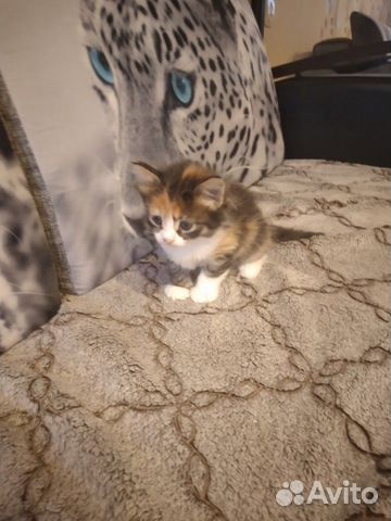 Котята