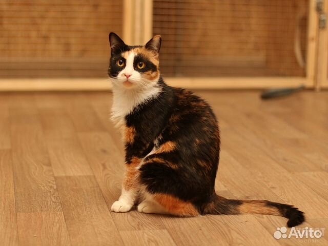 Самая роскошная кошка Белка