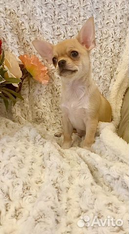 Золотой мальчишка