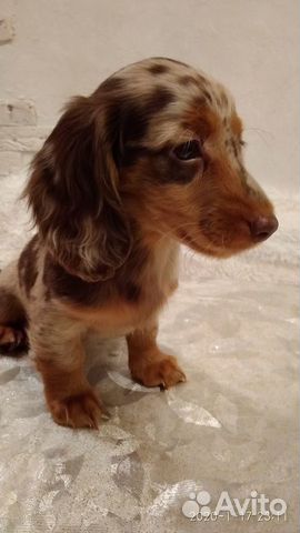 Малышка таксочка