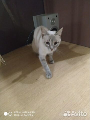 Котенок тайский чистокровный