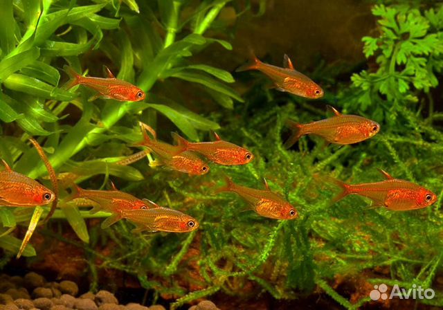 Рыбки для наноаквариума