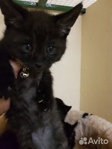 Черная чаузи ф1