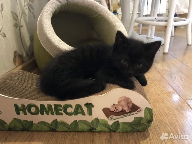 Кошка