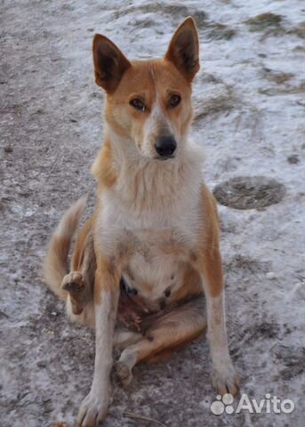 Грозный охранник для вашего дома