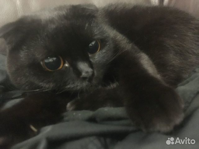 Кошка в добрые руки