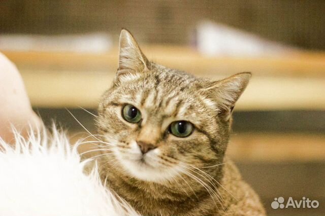 Кошка ищет дом