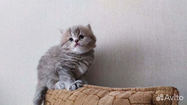 Скоттиш хайленд-страйт