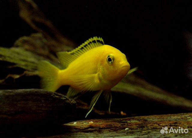 Аквариумная рыбка Еллоу (самка)