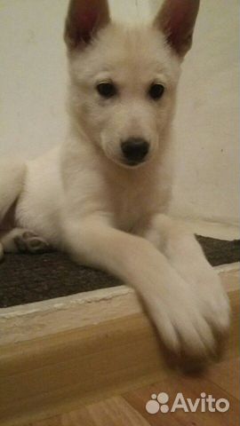 Продам щенка лайка 4 месяца