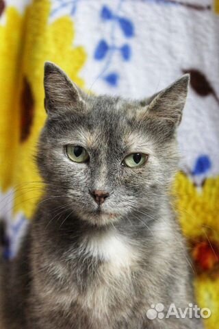Кошечка Маня в добрые руки