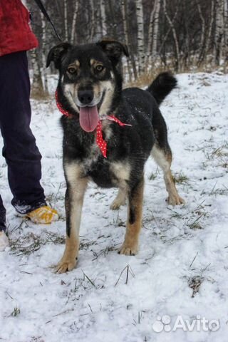 Супер позитивный пёс Боня в добрые руки