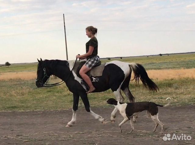 Продам лошадь